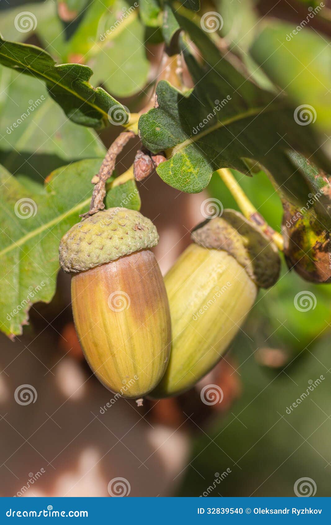 Fruit of an Oak Tree Ripe in Autumn Stock Photo - Image of foliage ...