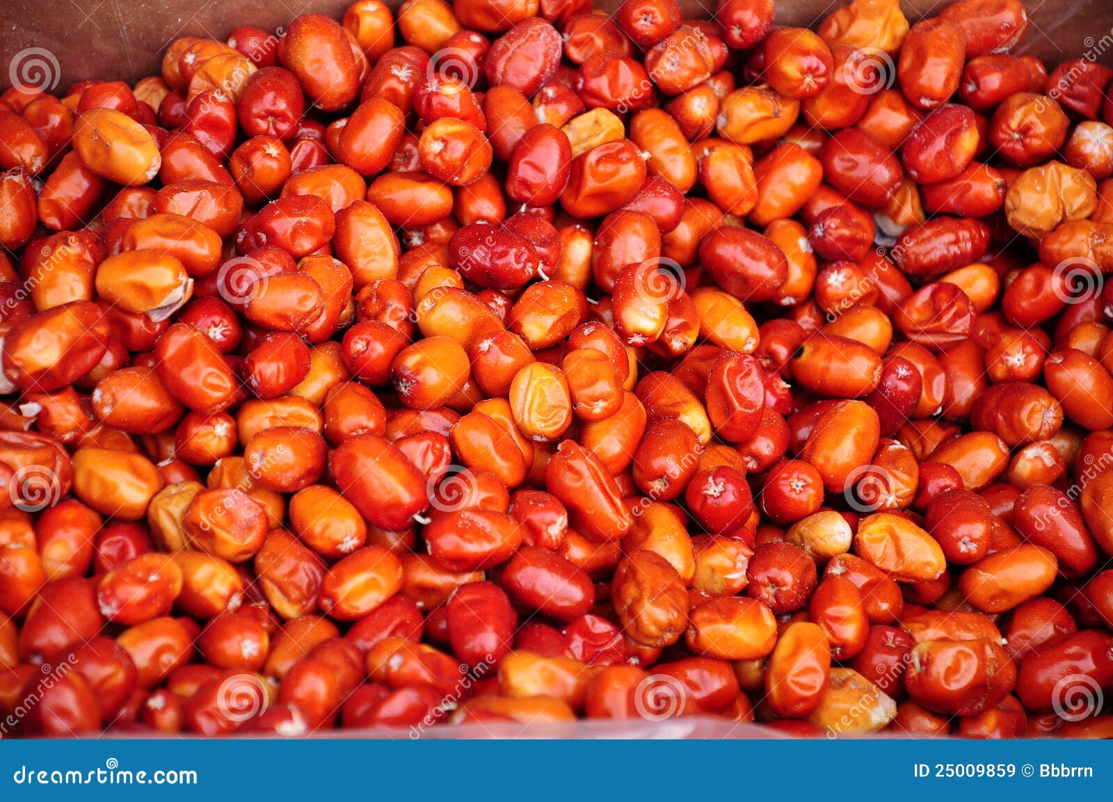 Fruit of the oleaster stock image. Image of branch, elaeagnus - 25009859