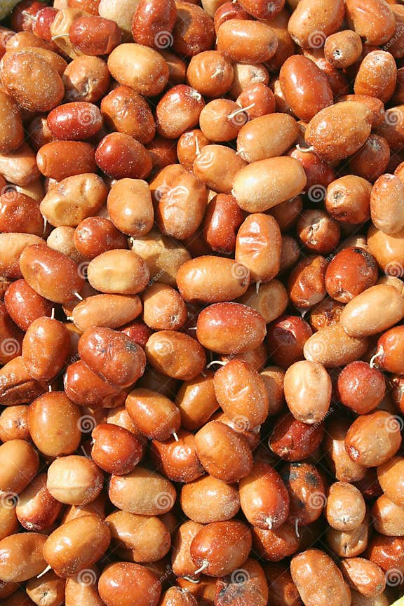 Fruit of the oleaster stock photo. Image of elaeagnus - 68527754