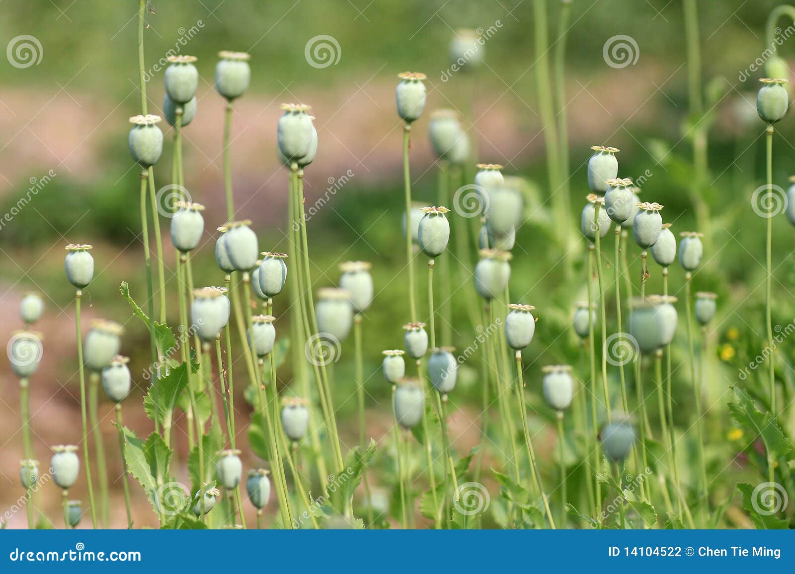 Opium Poppy, Papaver Somniferum Royalty-Free Stock Image ...