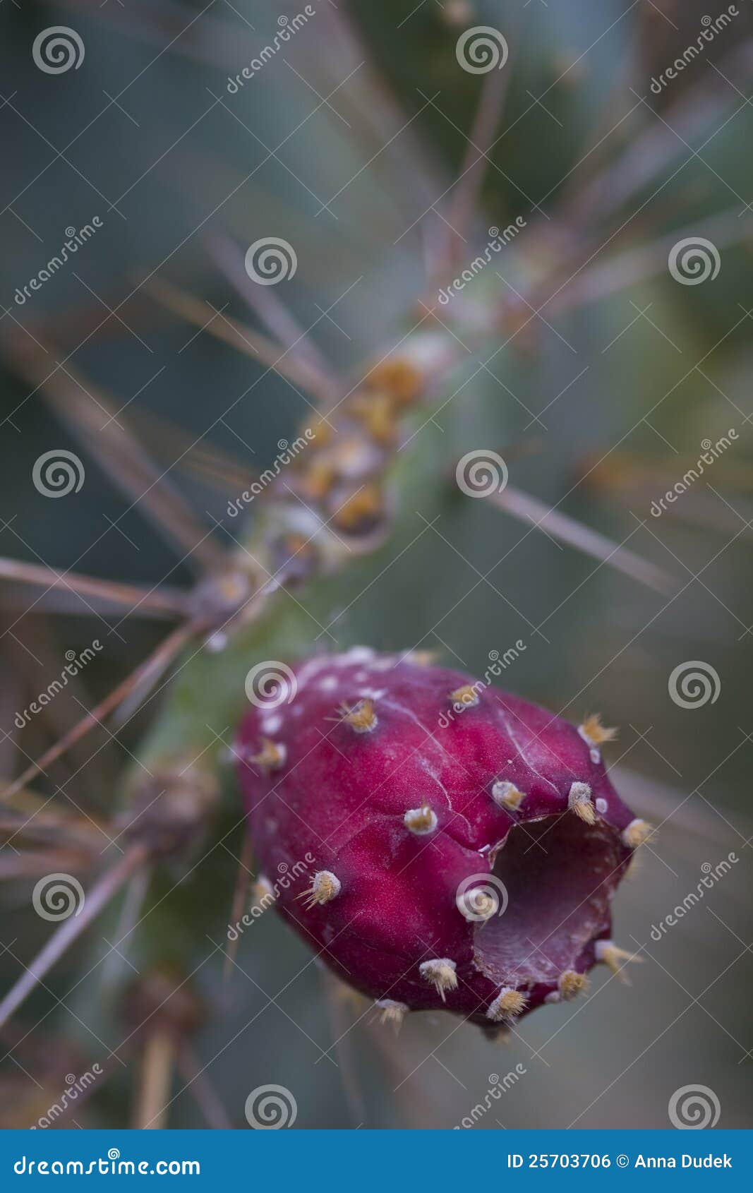 Fruit of opuntia stock photo. Image of outdoor, detail - 25703706
