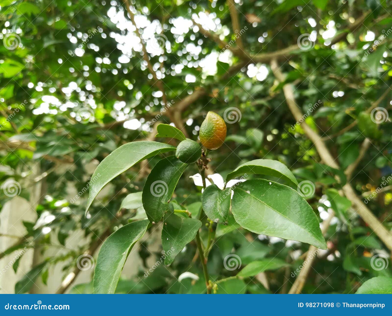 Fruit of orange jasmine. stock photo. Image of murraya - 98271098