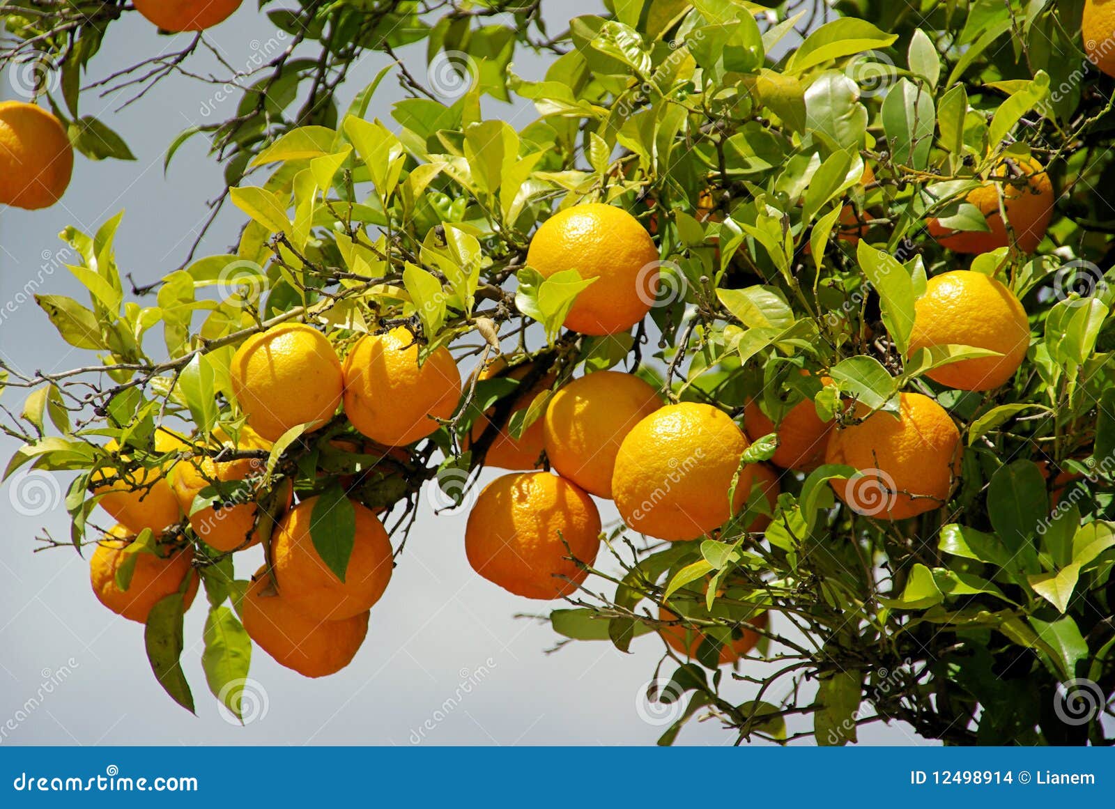 Fruit orange sur l'arbre photo stock. Image of nourriture - 12498914