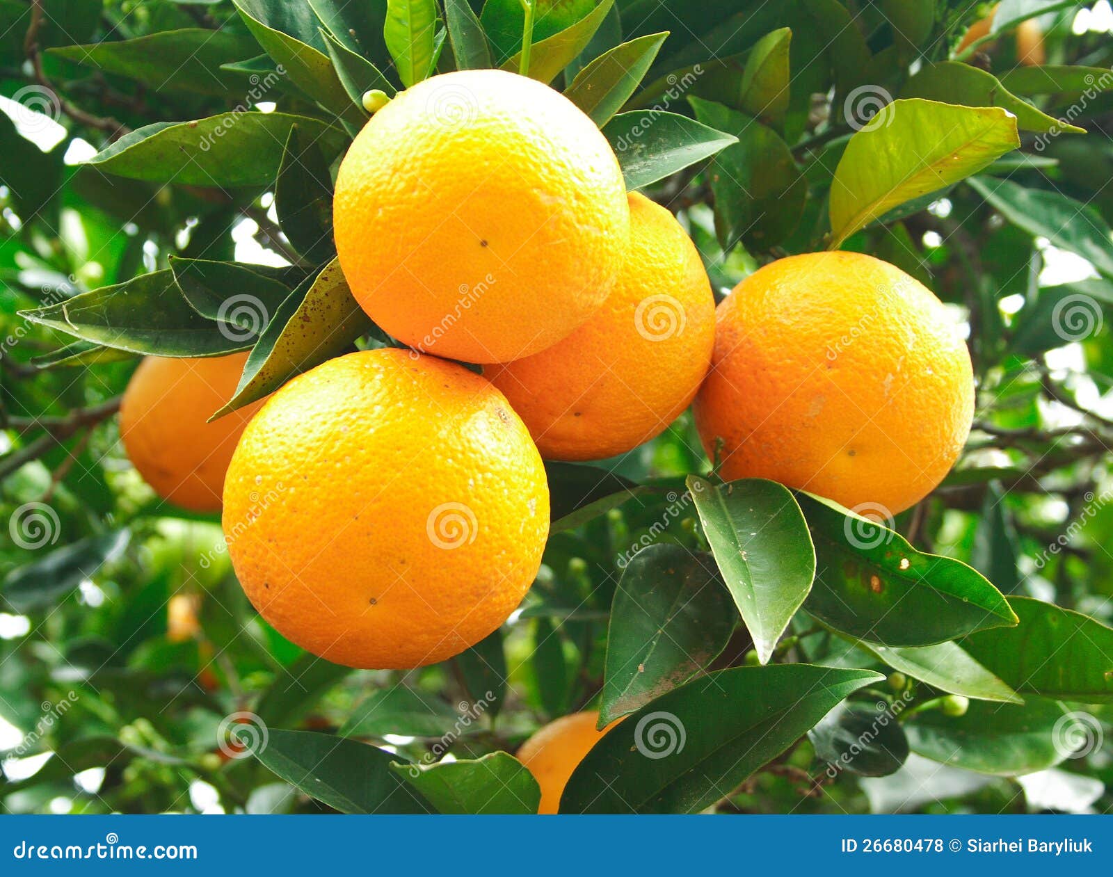 Fruit orange sur un arbre photo stock. Image du lames - 26680478
