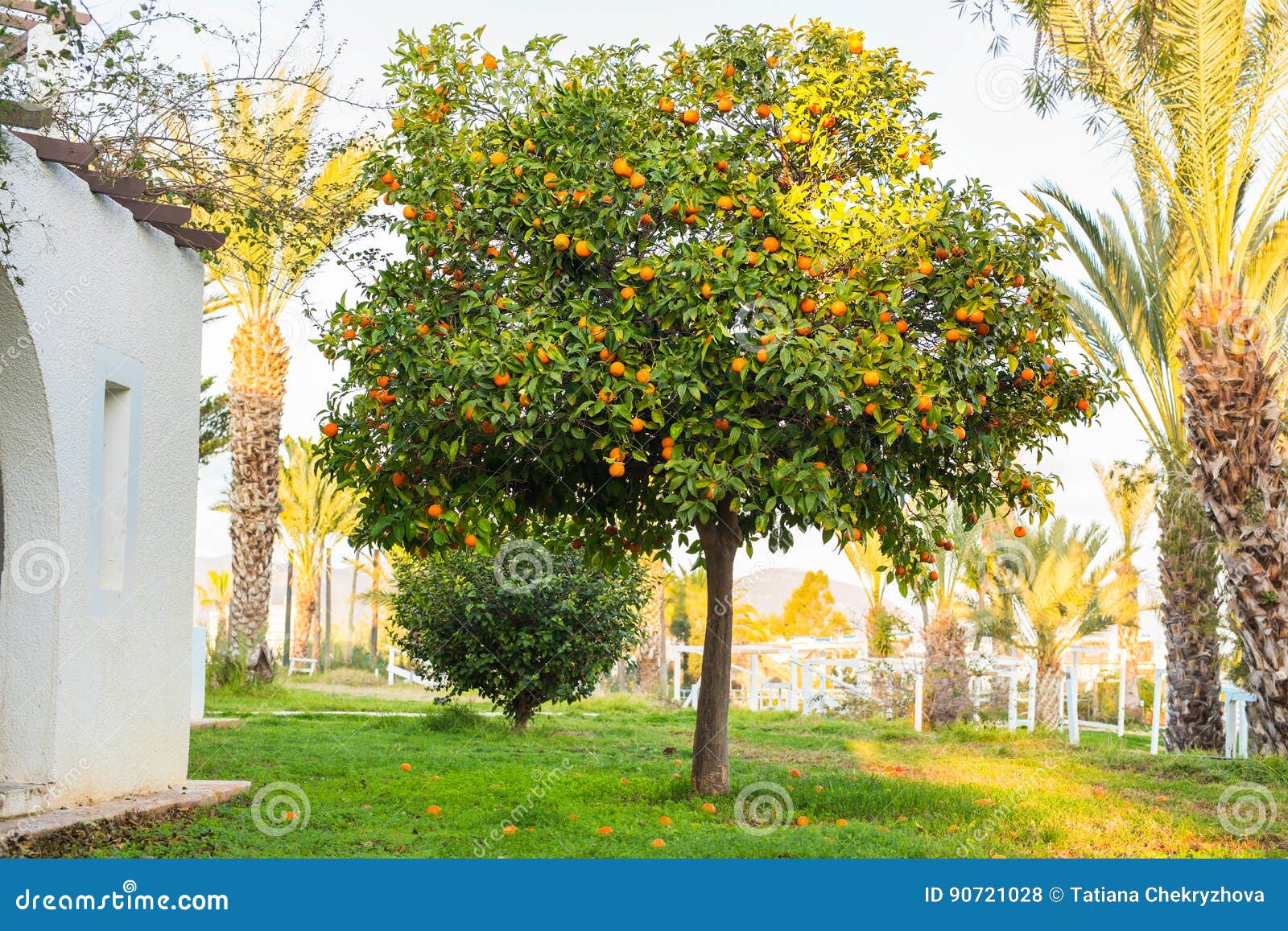 The Fruit of the Orange Tree. Stock Photo - Image of fresh, circles ...