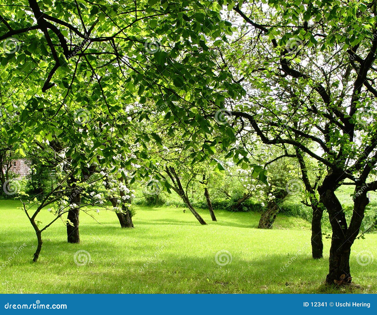 Fruit orchard stock image. Image of apple, peace, branch - 12341