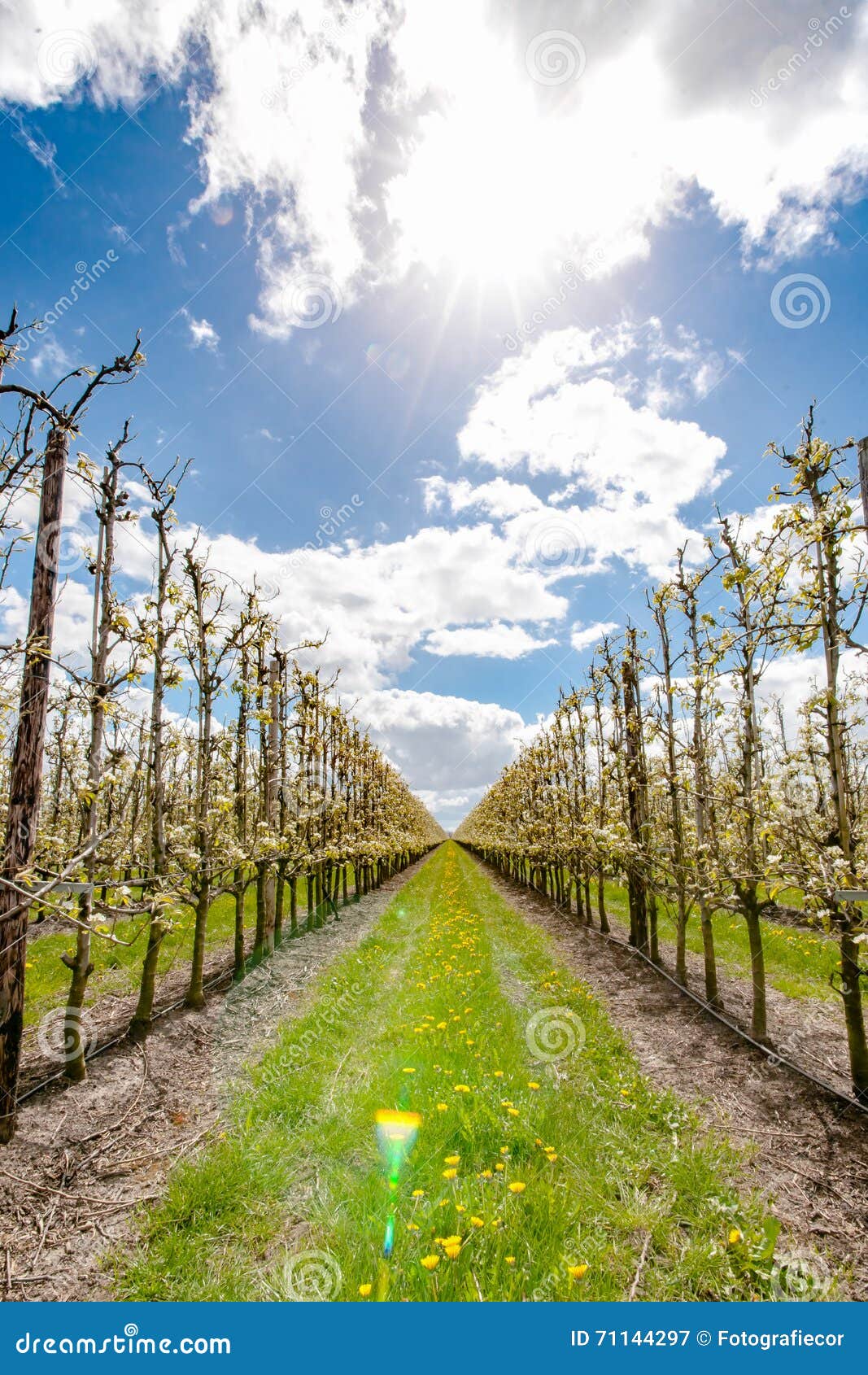 Fruit Orchard with Apple Blossoms in Spring Stock Image - Image of ...