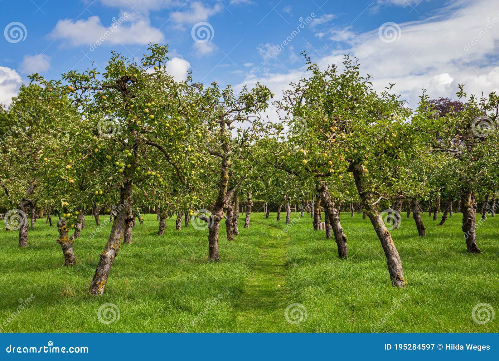 Fruit orchard trees stock image. Image of apple, growing - 195284597