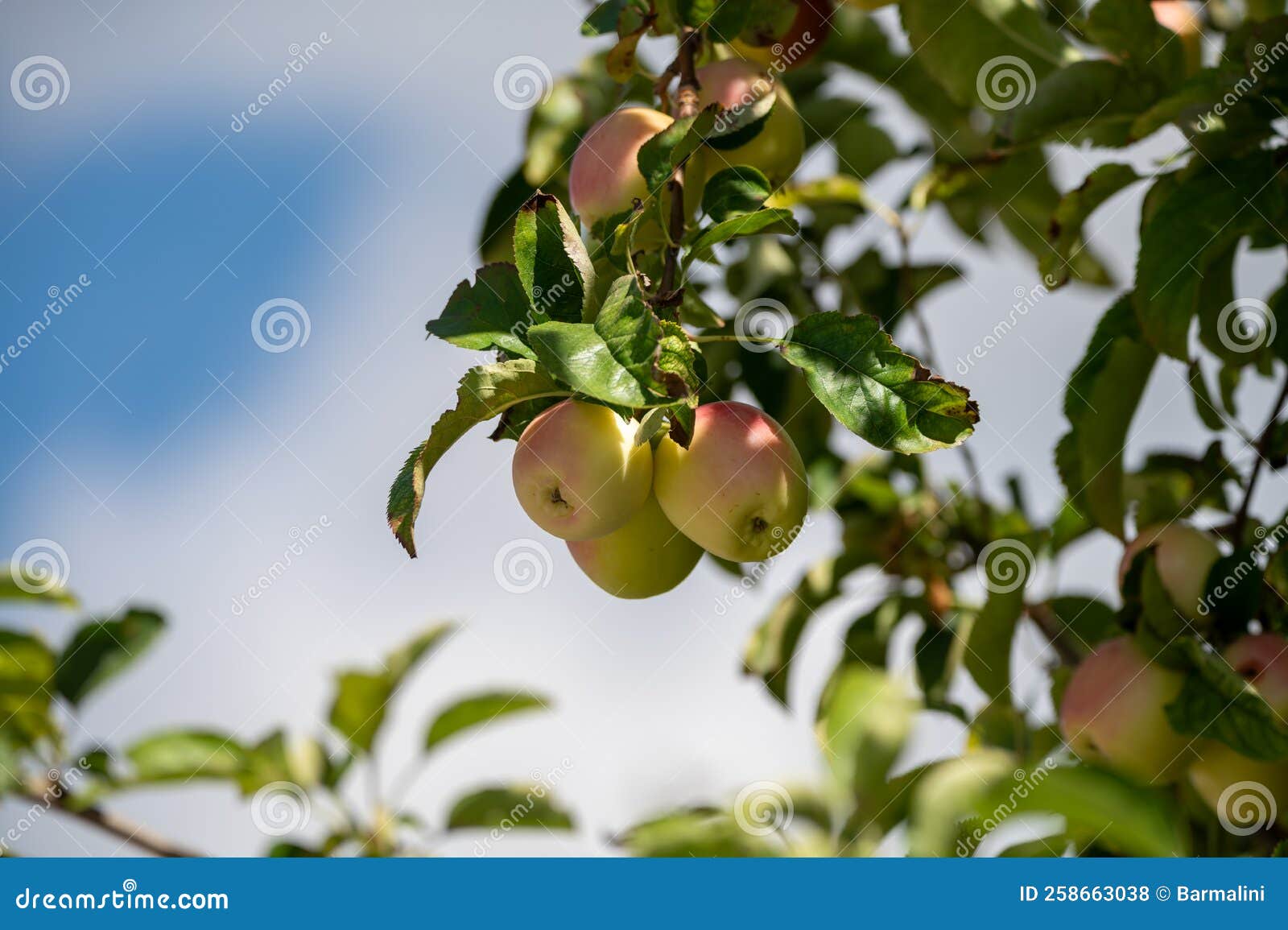 Fruit Orchard with Apple Trees with Small Red Fruits Stock Photo ...