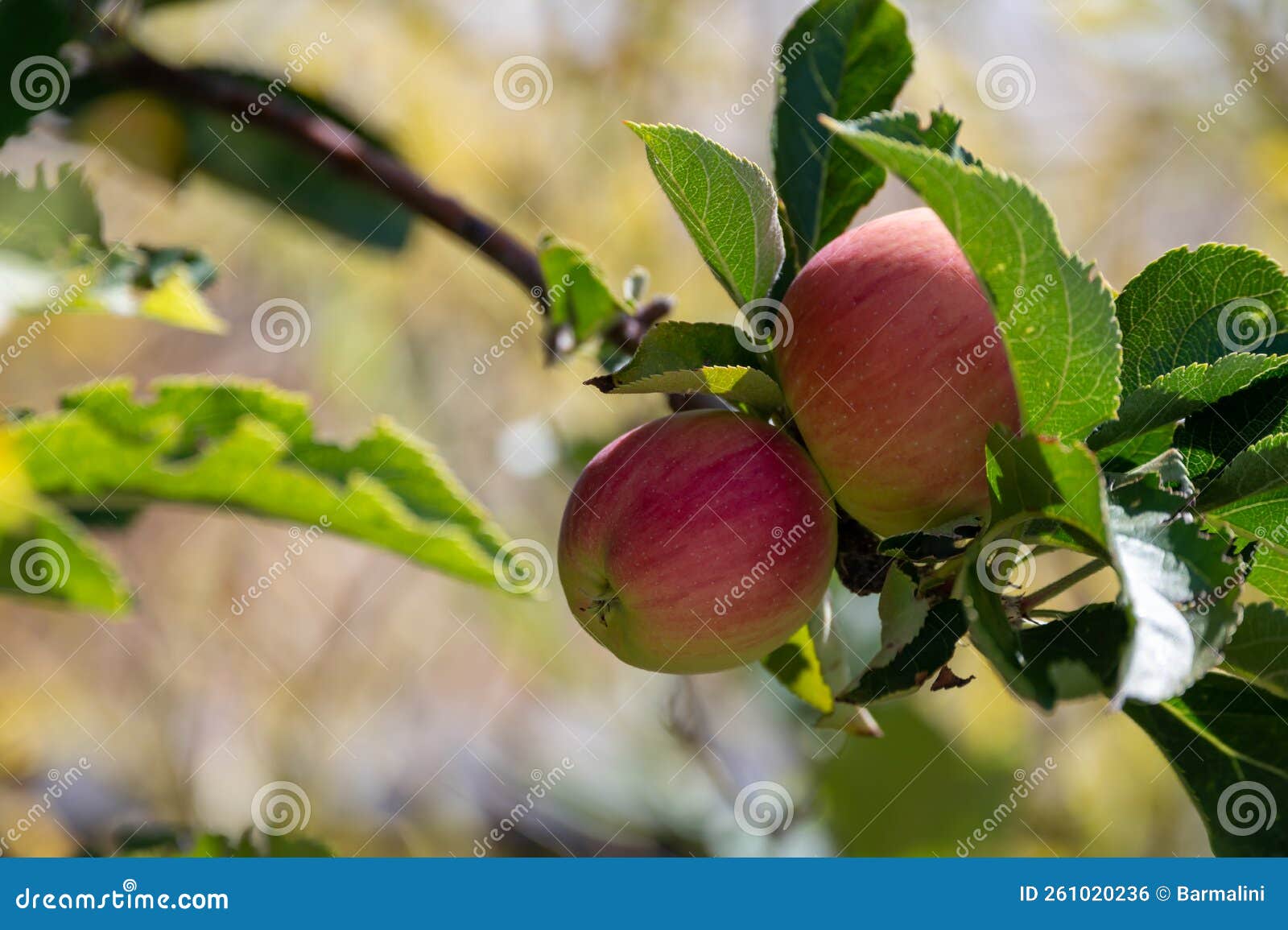 Fruit Orchard with Apple Trees with Small Red Fruits Stock Photo ...