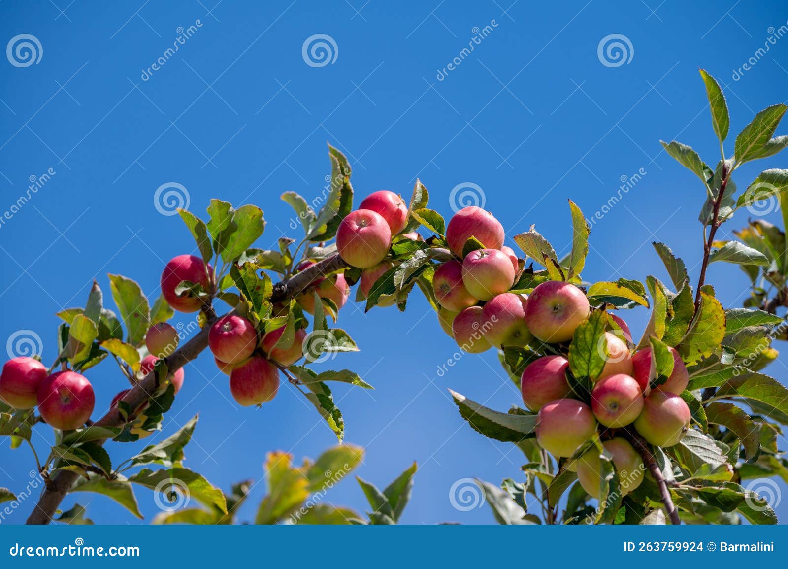 Fruit Orchard with Apple Trees with Small Red Fruits Stock Photo ...
