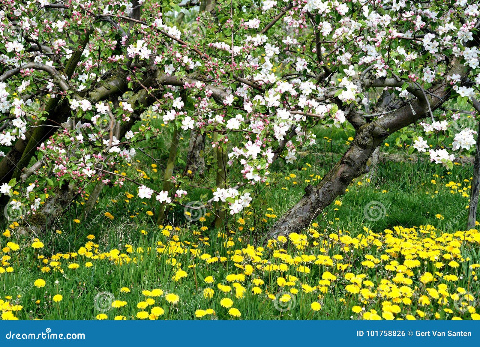 Fruit Orchard in Bloom with Yellow Dandelions Underneath Stock Photo ...