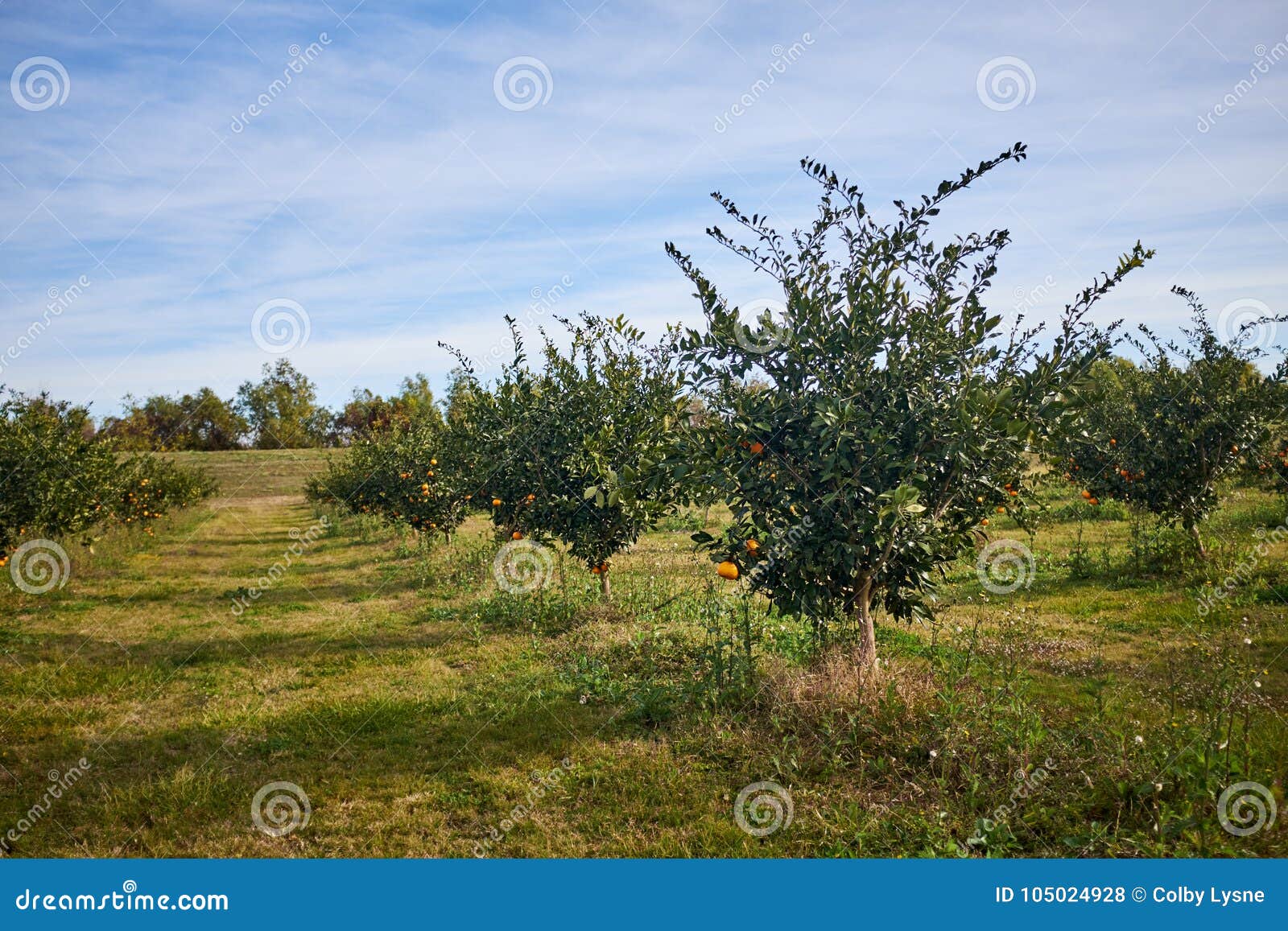 Fruit orchard on a farm stock photo. Image of farming - 105024928