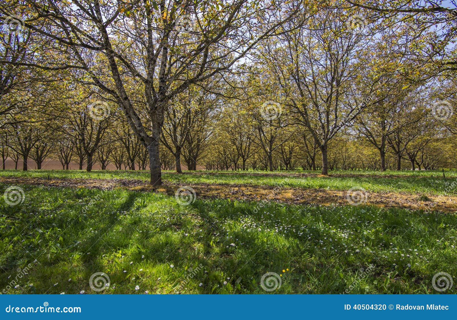 Fruit orchard stock photo. Image of green, farm, diagonal - 40504320