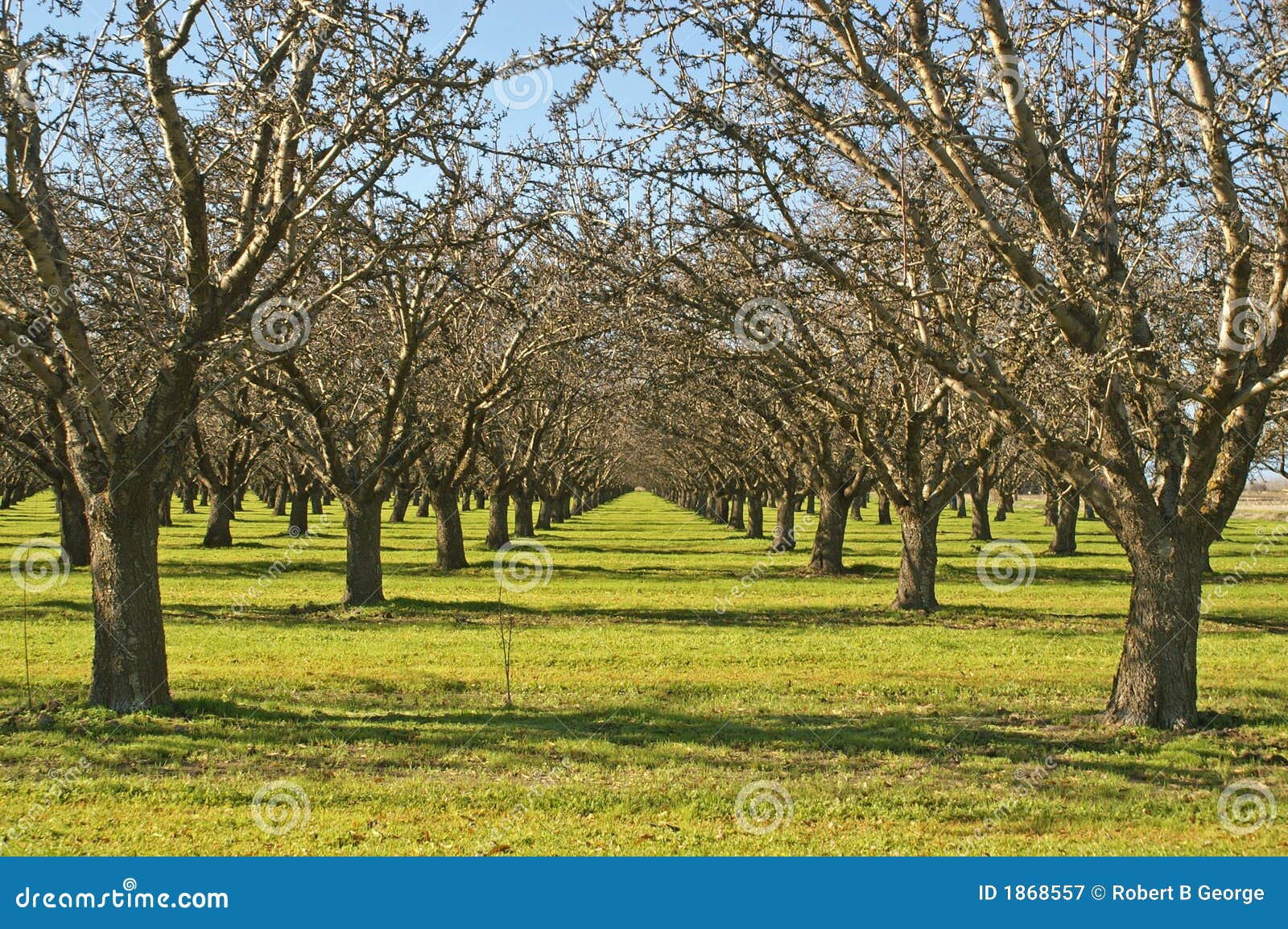 Fruit Orchards/California stock image. Image of trees - 1868557