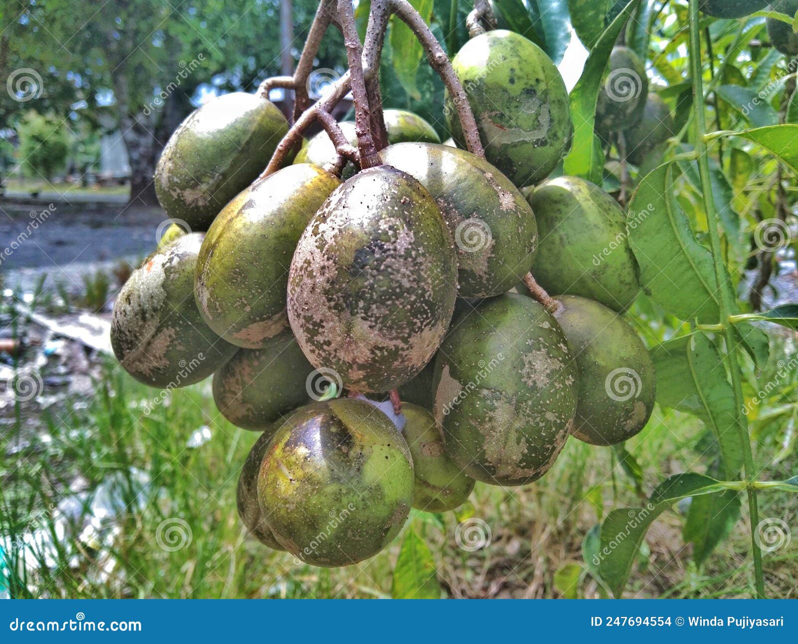 This is the Fruit of the Ornamental Dondong Tree, the Fruit is Edible ...
