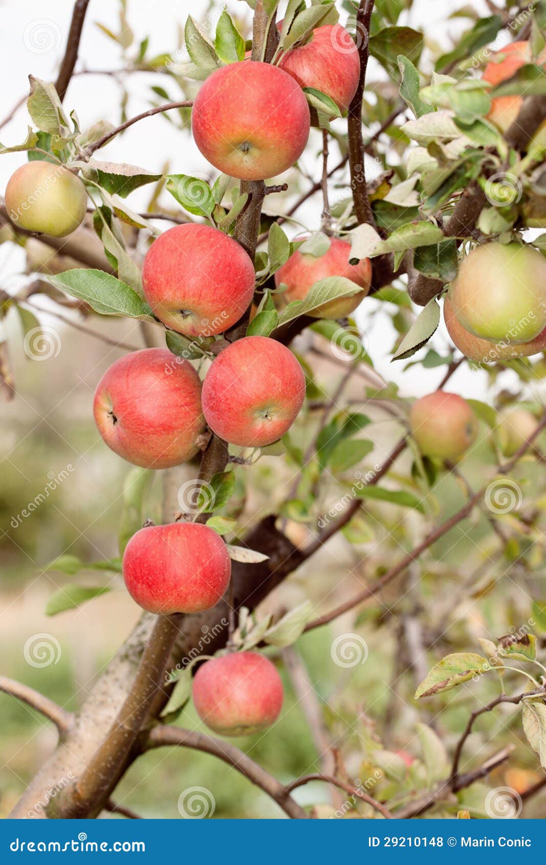 Fruit outdoor stock photo. Image of farm, agriculture - 29210148