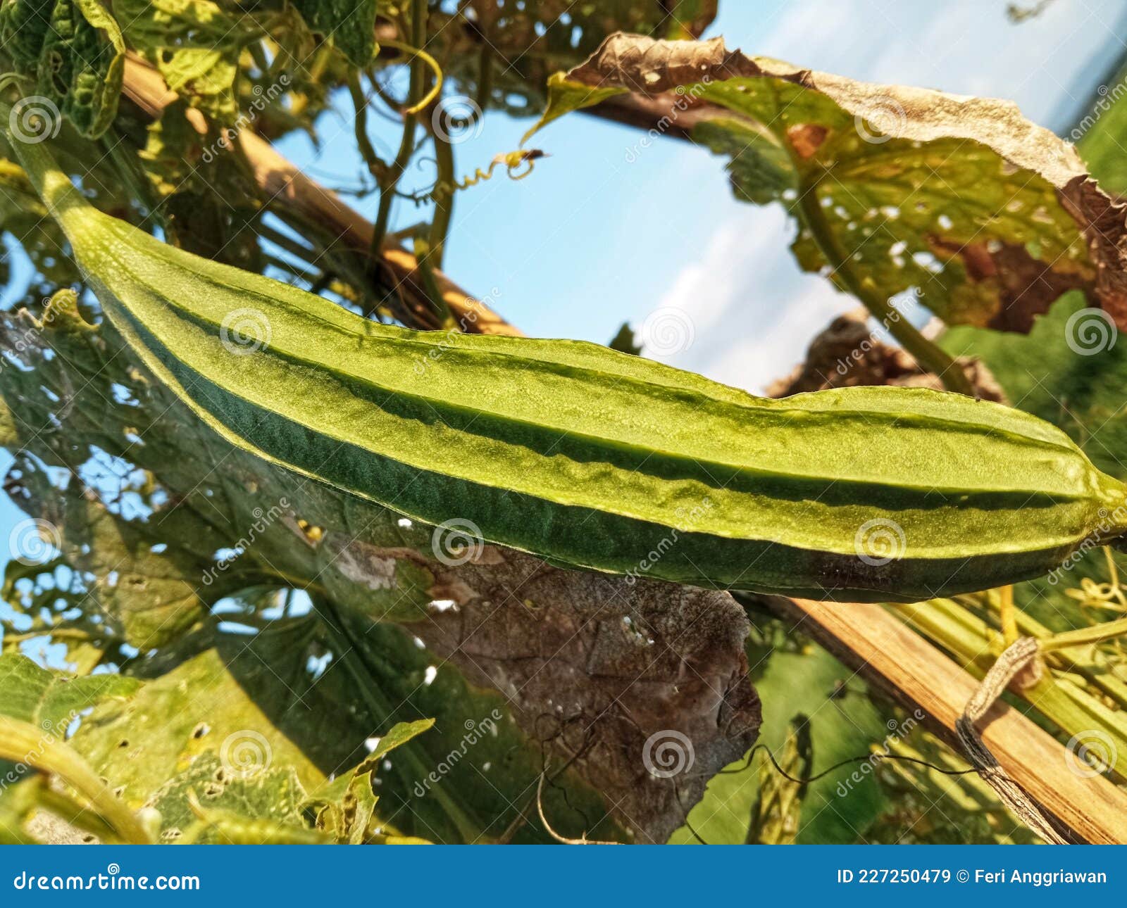 The Fruit of the Oyong Plant that is Still on the Tree Stock Image ...
