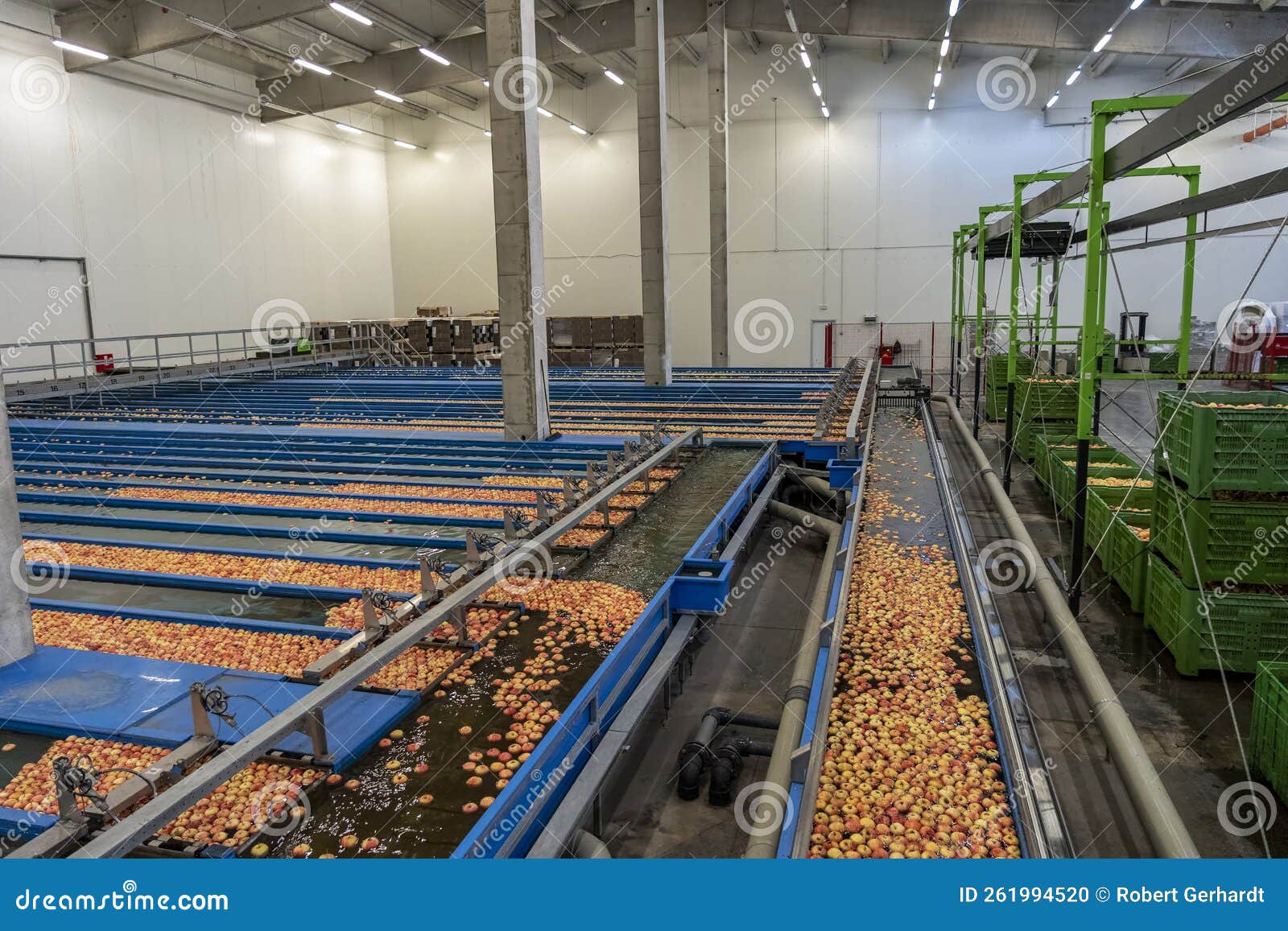 Fruit Packing Facility Interior with Apples Floating, Being Washed ...