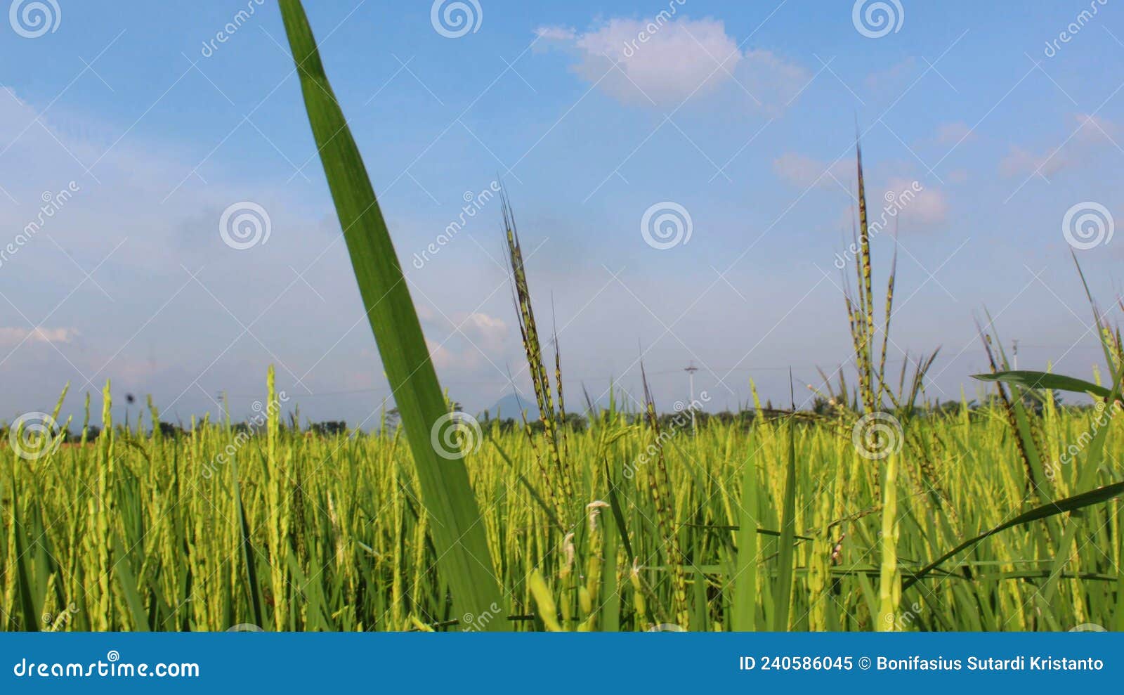 Fruit Paddy Fields stock image. Image of expanse, fruit - 240586045