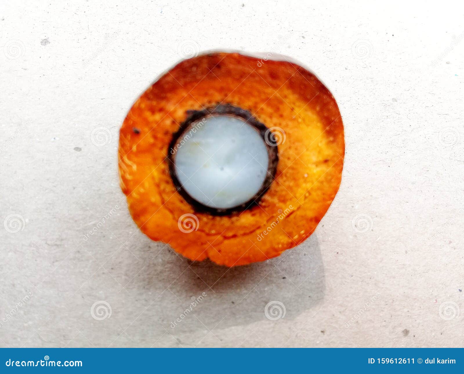 Fruit palm stock image. Image of cirle, kernel, fruit - 159612611