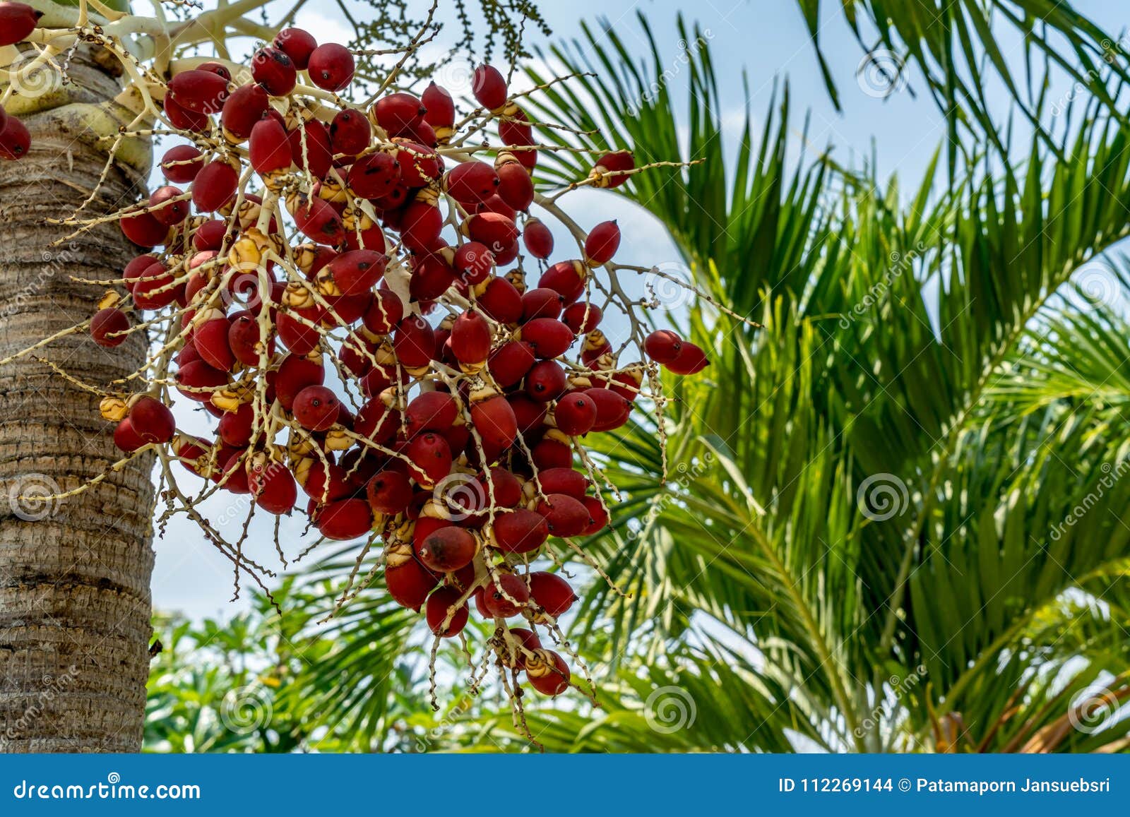Fruit of palm tree stock photo. Image of natural, foxtail - 112269144