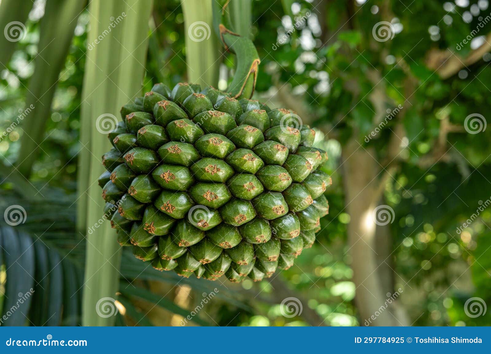 Pandanus Utilis Exotic Tropical Screwpine Fruit Growing On A Pandan ...