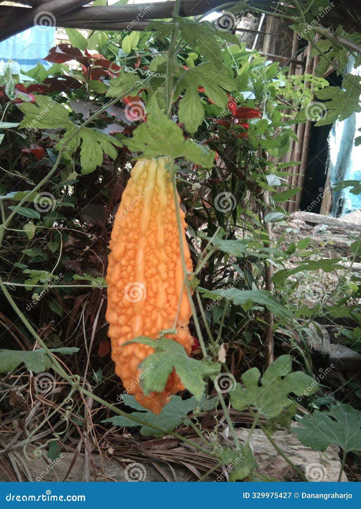 Fruit pare stock image. Image of pare, indonesia, fruit - 329975427