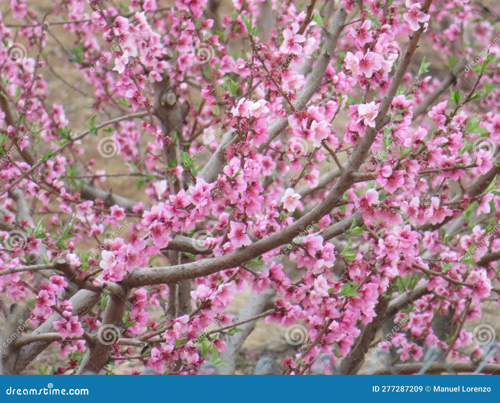 Fruit Peach Flower Beautiful Spring Fruit Pollination Stock Image ...