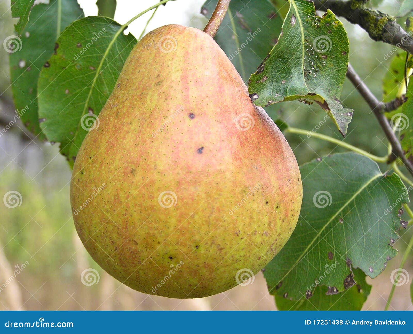 The fruit of pear aphid stock photo. Image of botany - 17251438
