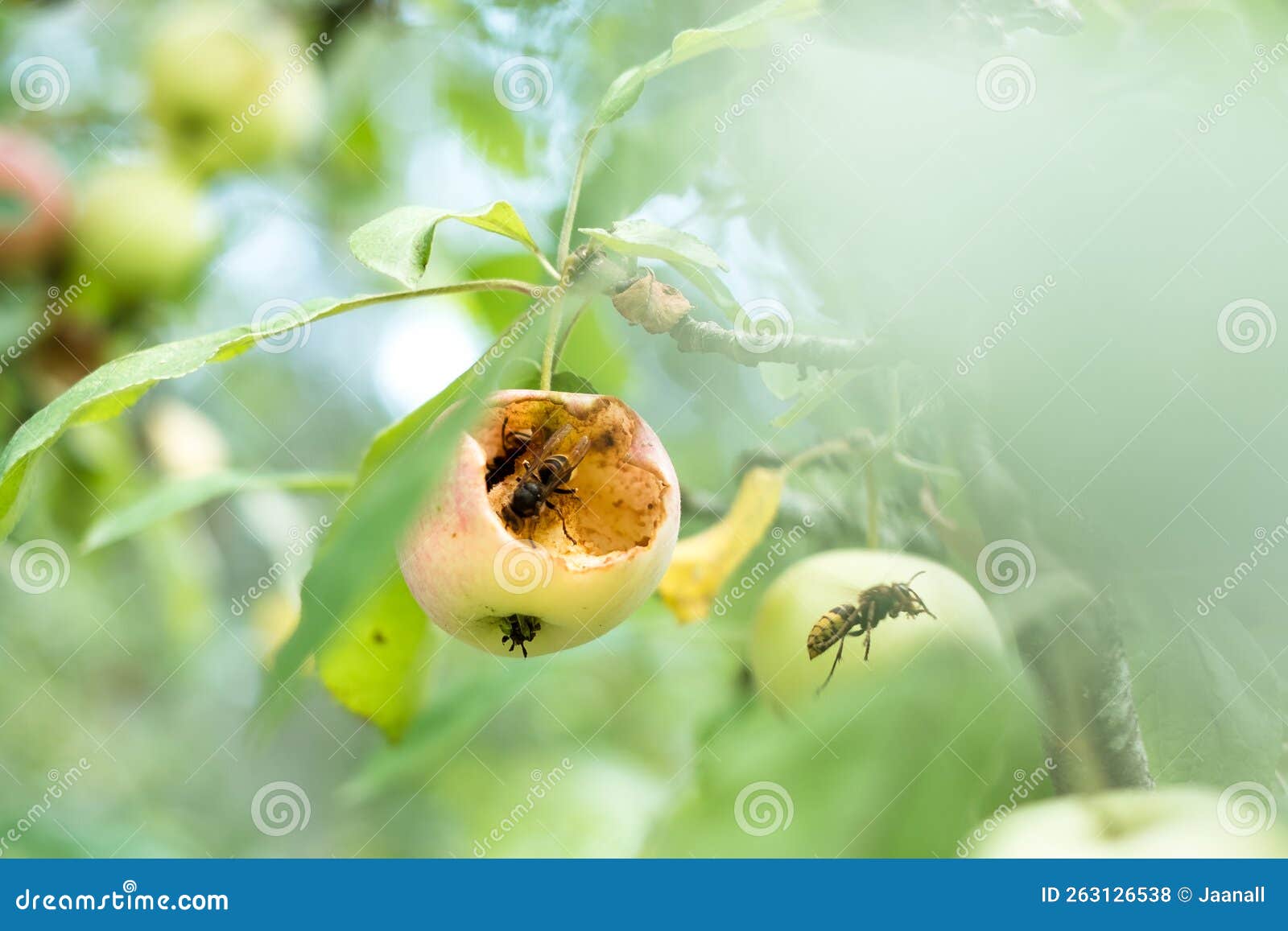 Fruit pests stock photo. Image of allergy, fresh, hornet - 263126538