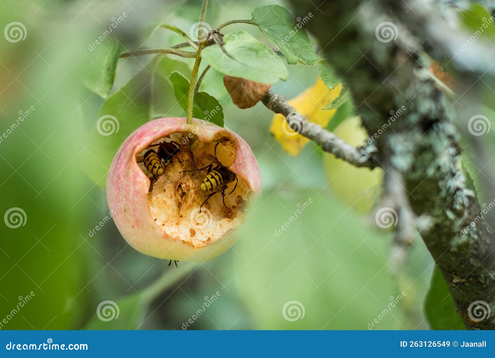 Fruit pests stock image. Image of allergic, garden, hanging - 263126549