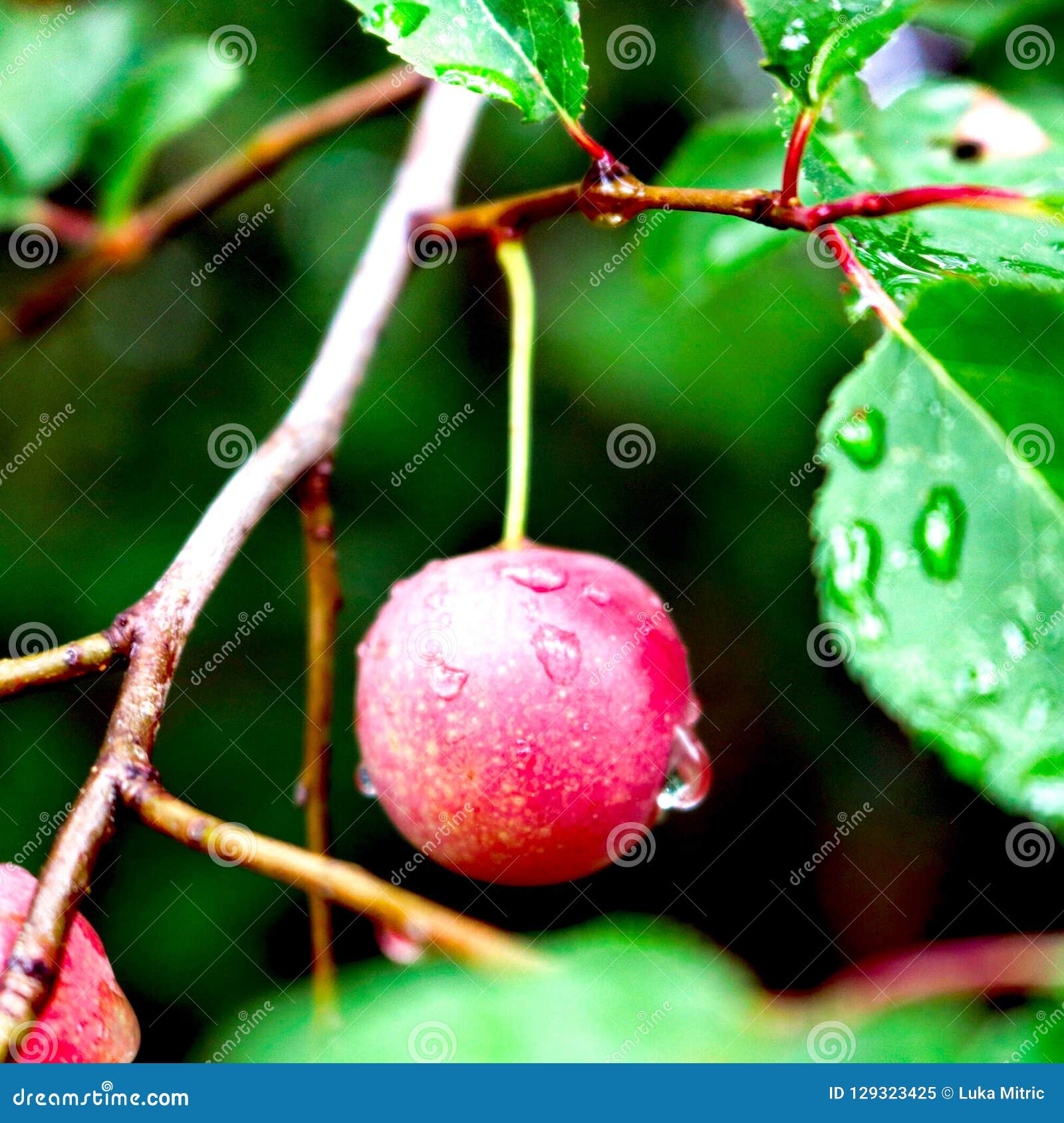 Fruit Photographed after Rain ! Stock Image - Image of stem, bunch ...