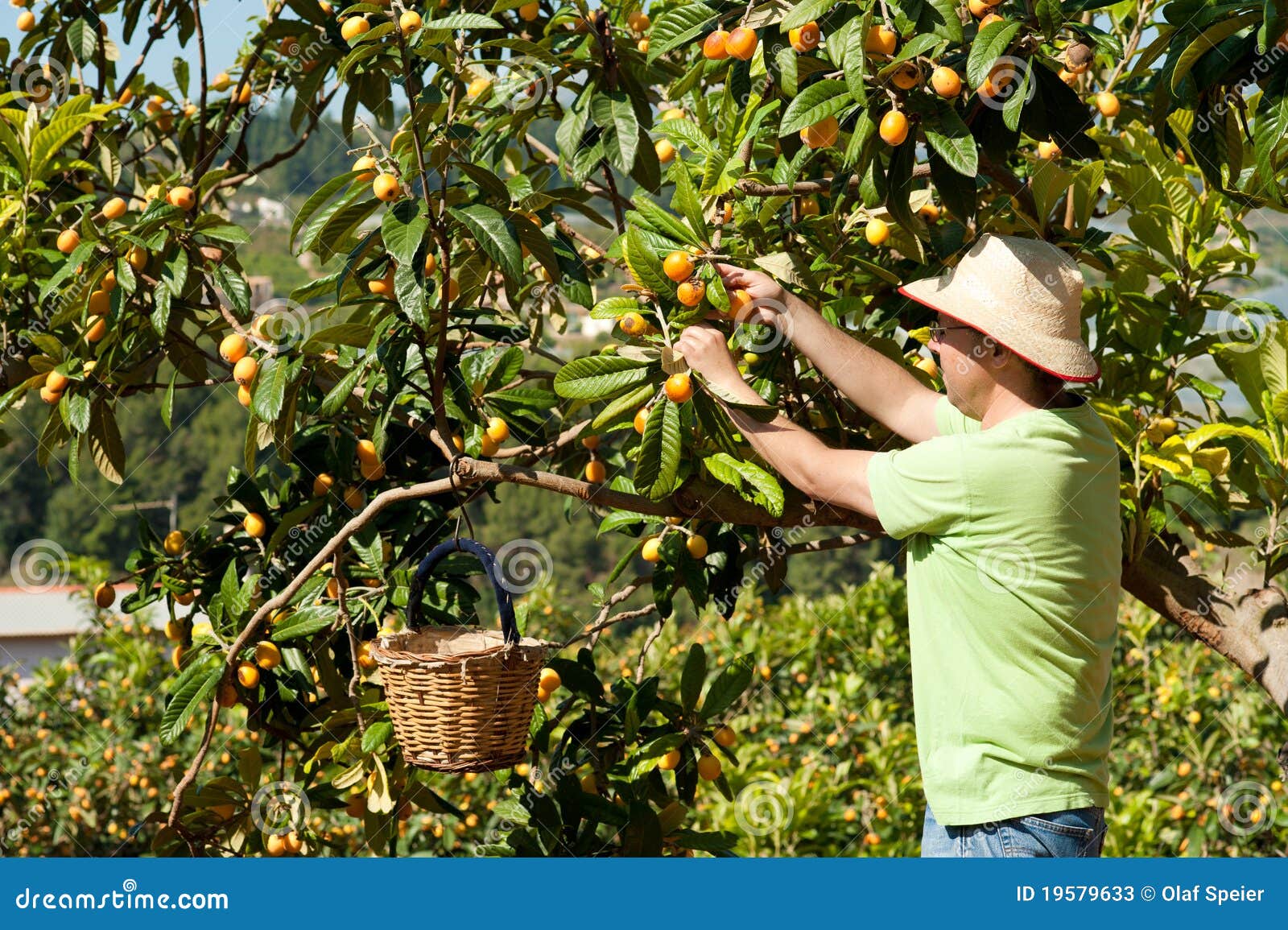 Fruit picker stock image. Image of picking, organic, nispero - 19579633