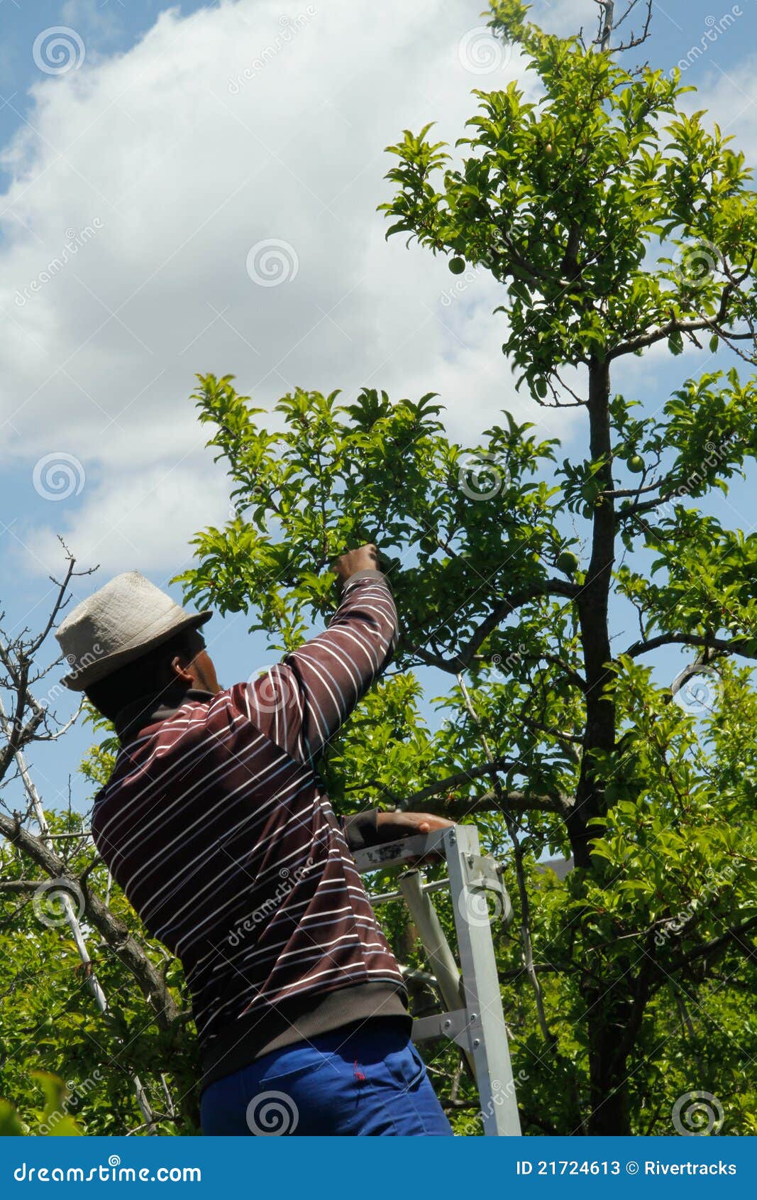 Fruit picker editorial stock photo. Image of cheap, work - 21724613