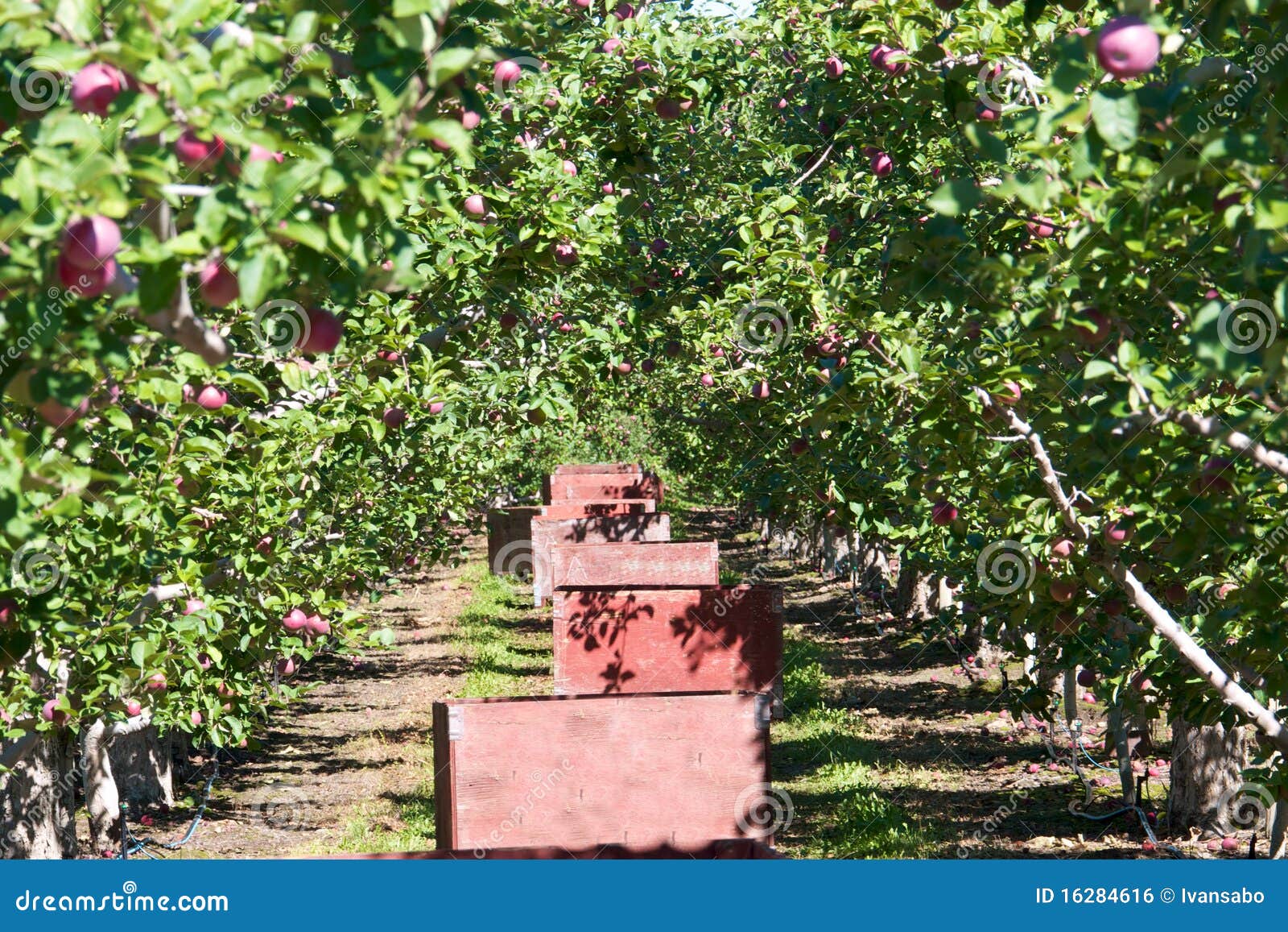 Fruit picker boxes stock photo. Image of grow, harvest - 16284616