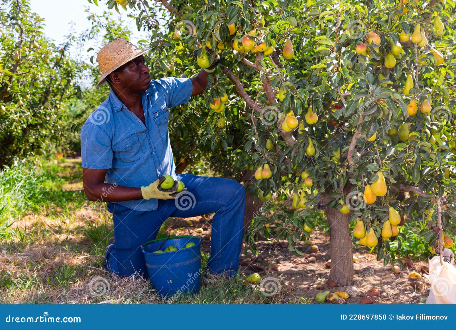 Fruit Picker Harvests Pears in an Summer Orchard Stock Photo - Image of ...