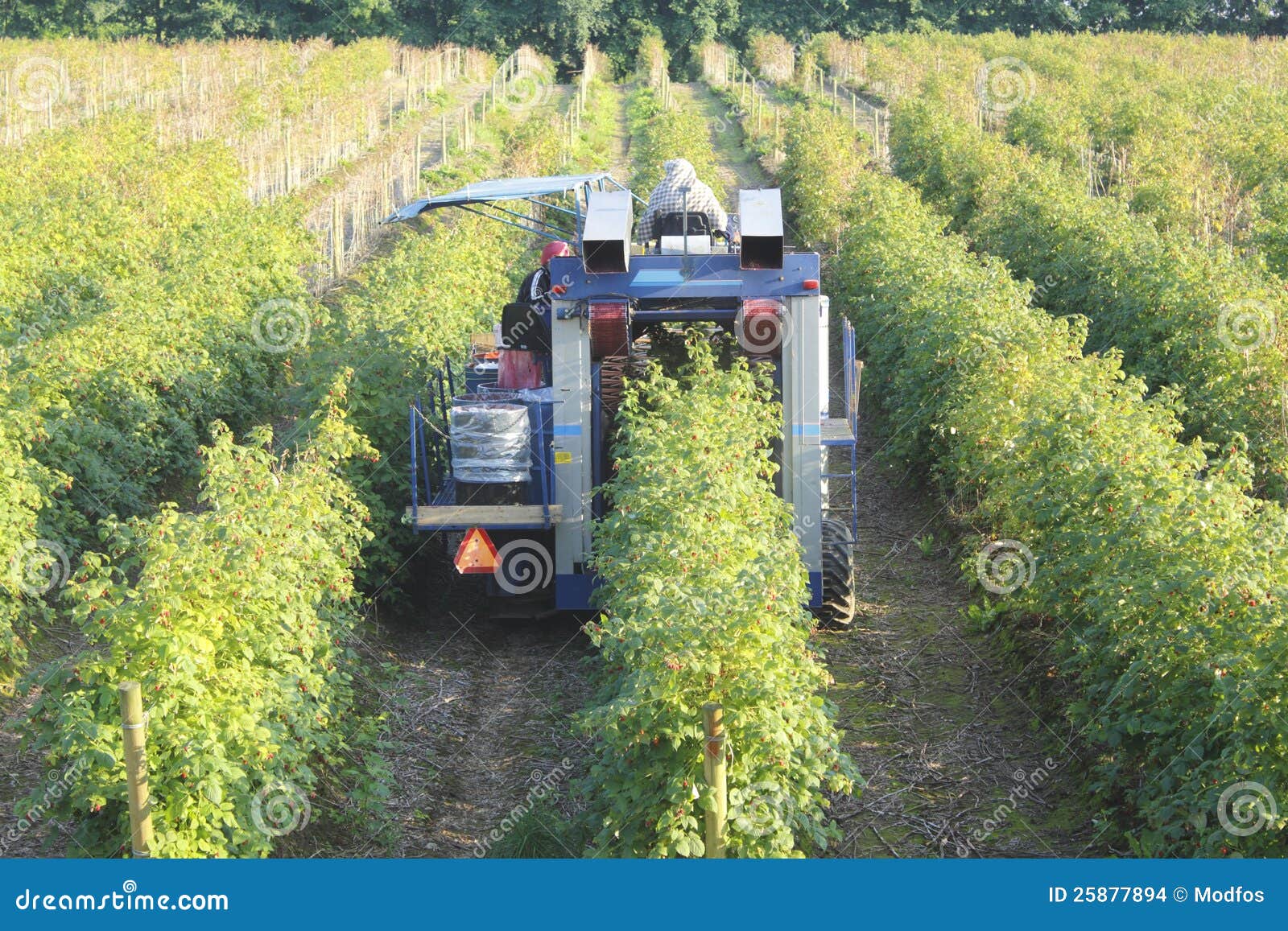 Fruit Picking Machine stock photo. Image of plants, mechanism - 25877894