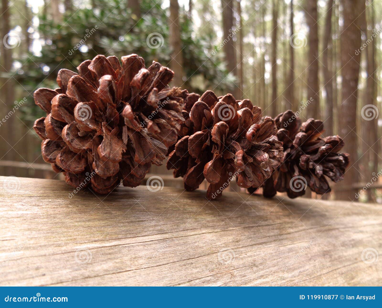 Fruit pine in the forest stock image. Image of nature - 119910877