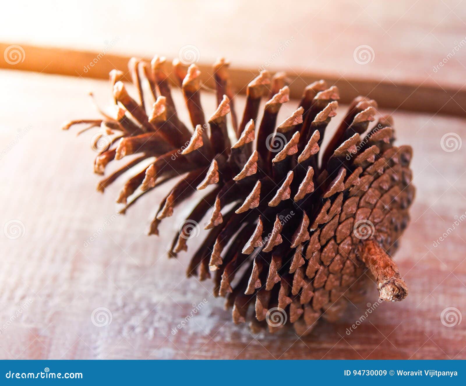 Fruit Pine - Pine cone stock image. Image of vegetation - 94730009