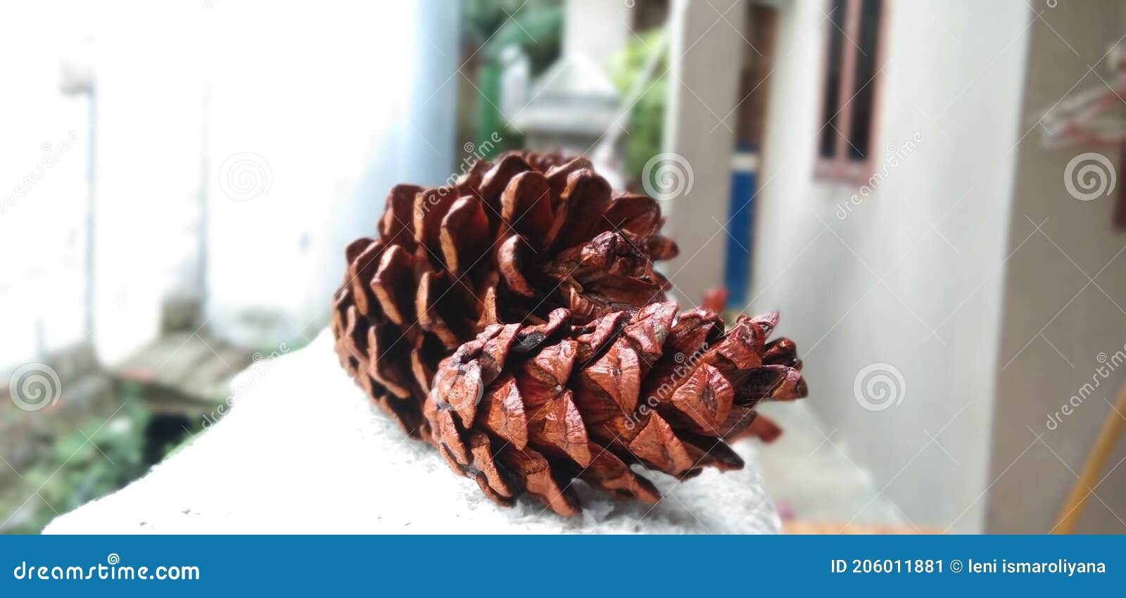 The Fruit of the Pine Tree is Blooming and Beautiful Stock Image ...