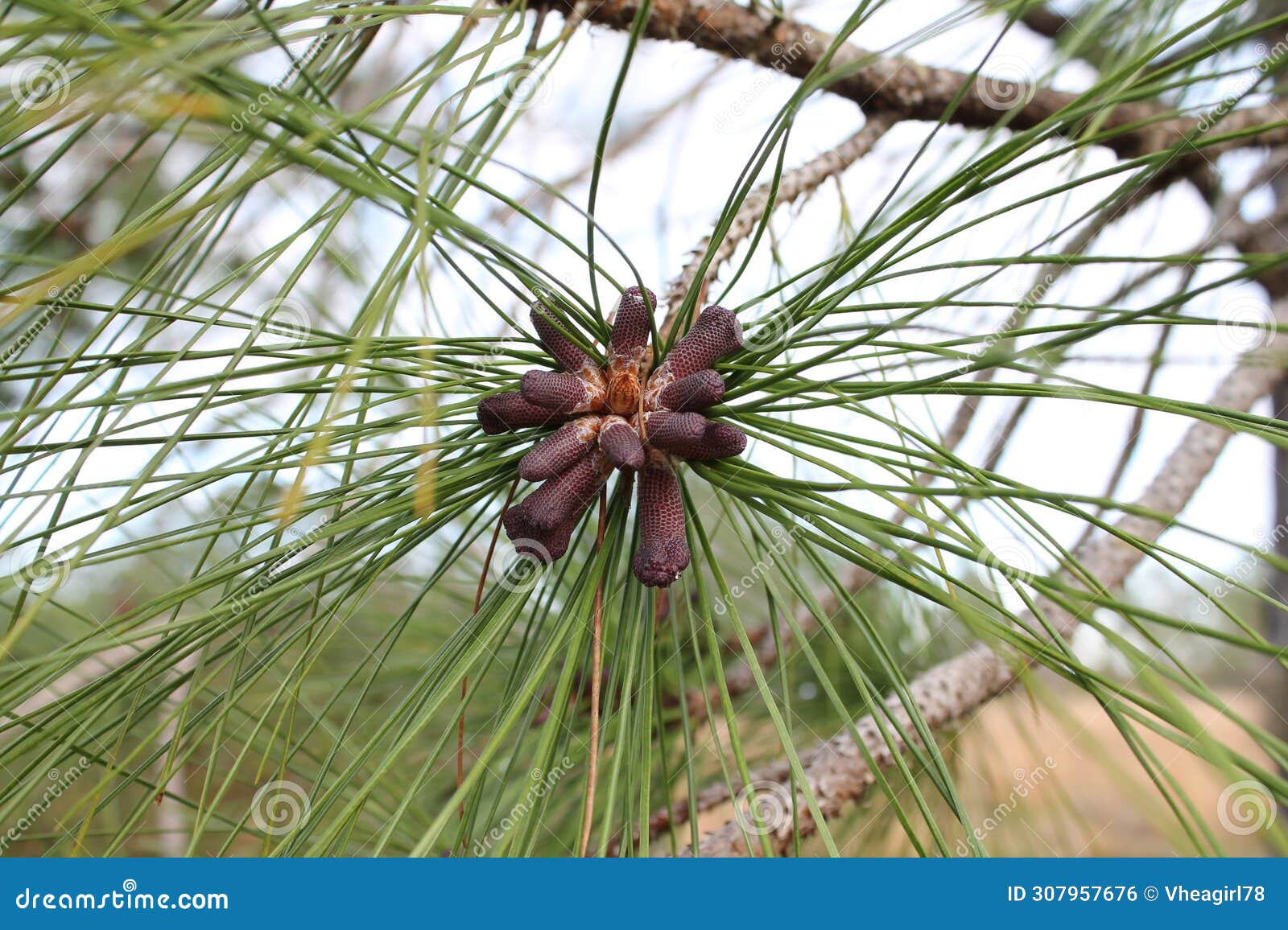 The Cluster of Pine Tree Fruit with Pine Needles Stock Photo - Image of ...
