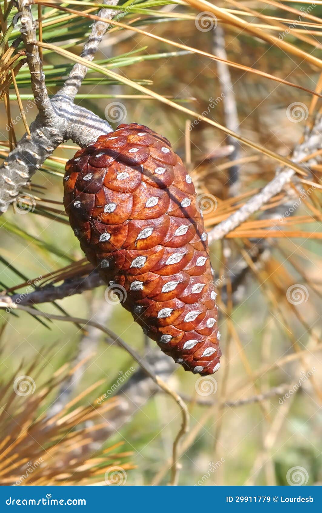 Fruit of the pine stock image. Image of outdoor, leaf - 29911779