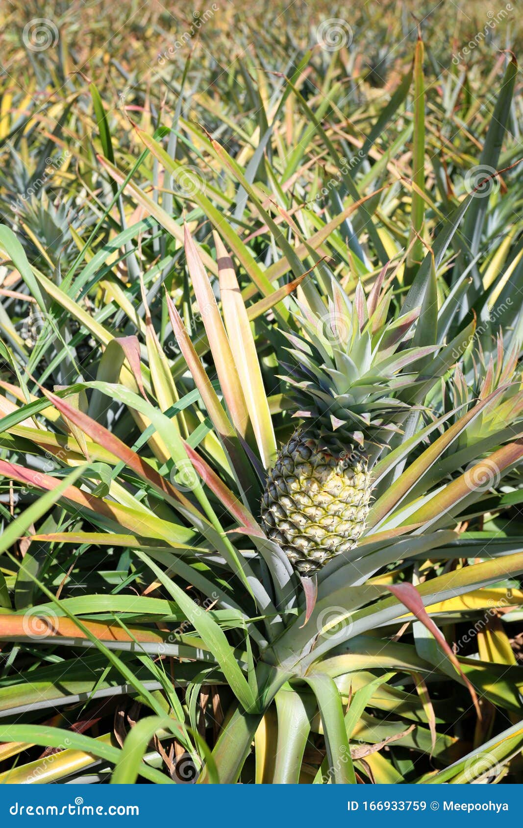 Fruit of the Pineapple is Not yet Ripe on the Tree Stock Image - Image ...