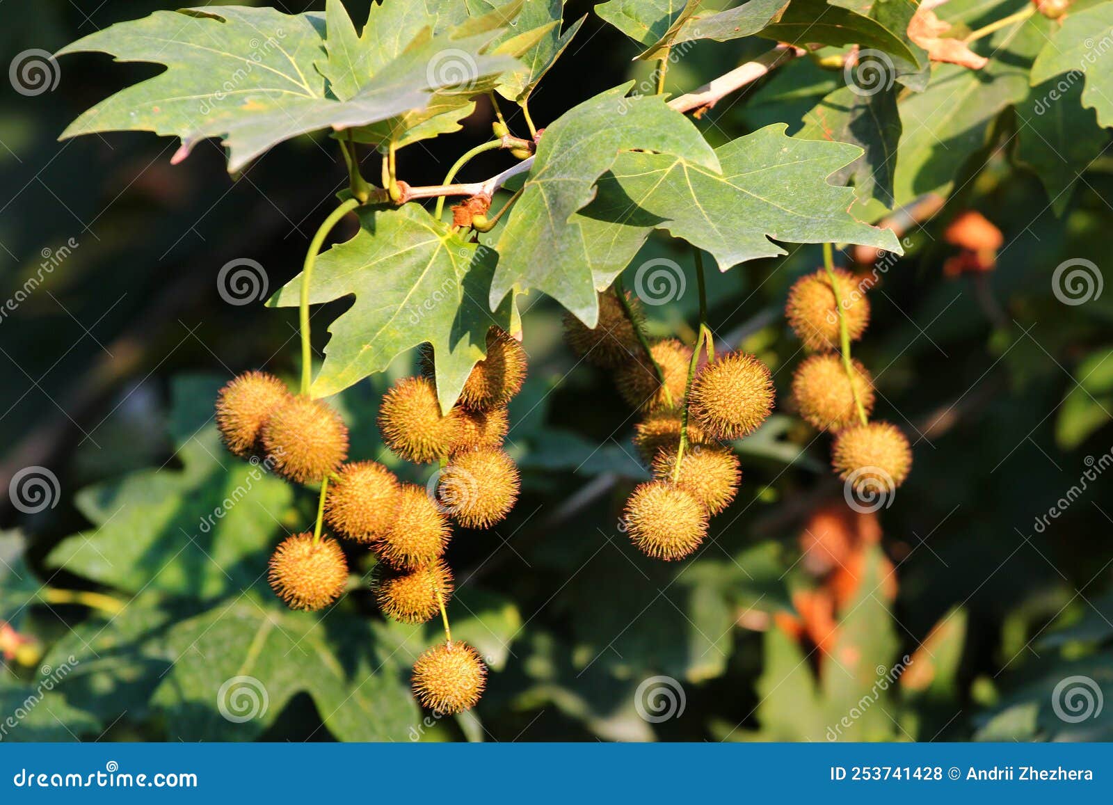 Fruit of a Plane Tree at Late Summer Stock Photo - Image of garden ...