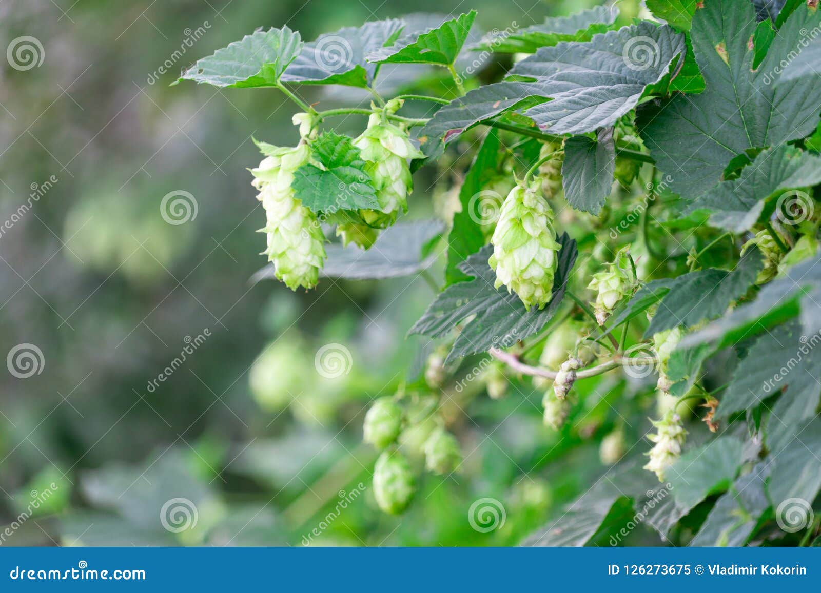 Fruit Plant Hops on Branches. Place for Your Text Stock Image - Image ...