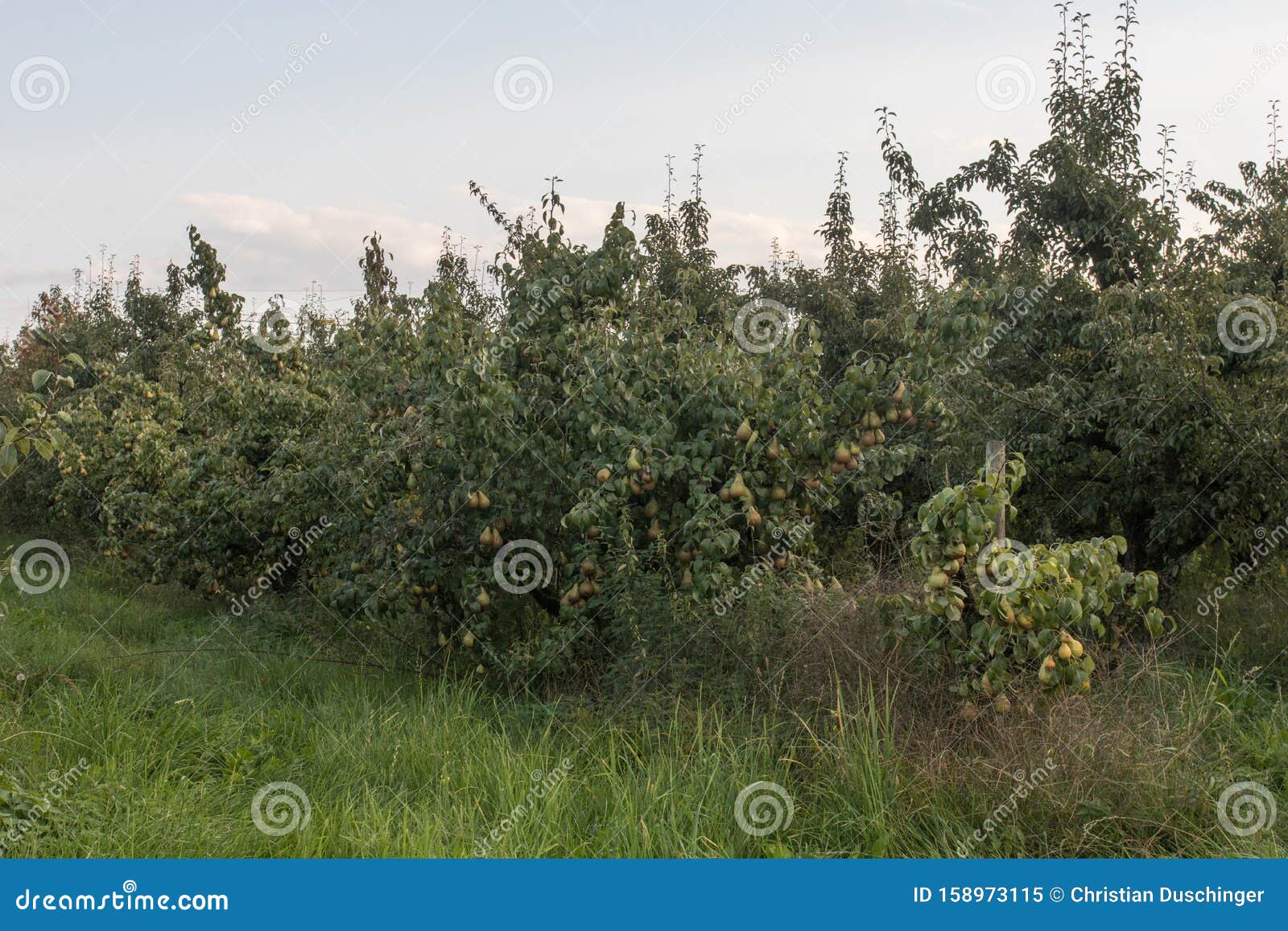 Fruit plantation stock image. Image of closeup, garden - 158973115