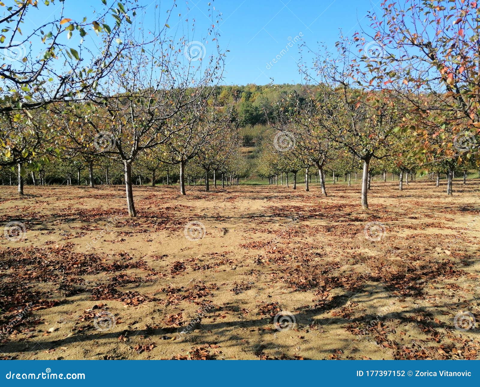 Fruit plum trees stock photo. Image of trees, plum, fall - 177397152