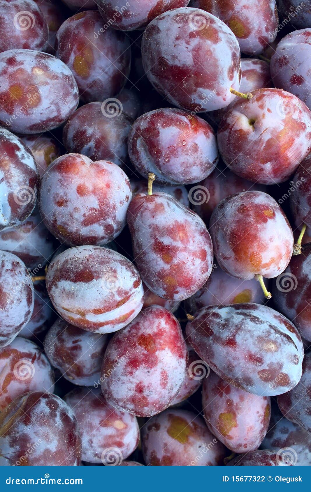 Fruit plums fresh stock photo. Image of fruit, vegetarian - 15677322