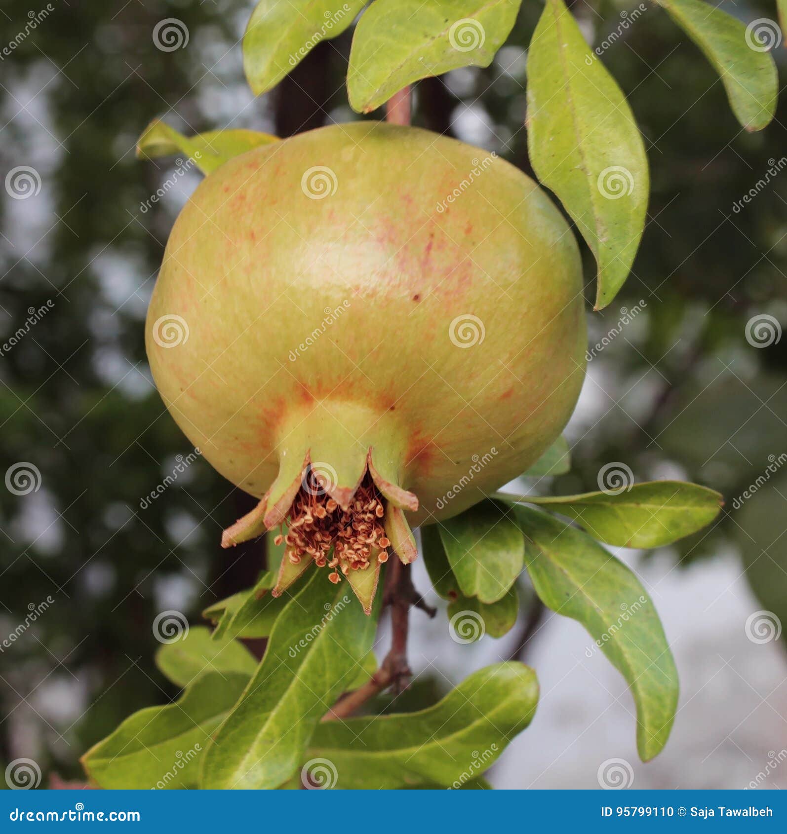 The fruit of pomegranate stock photo. Image of color - 95799110